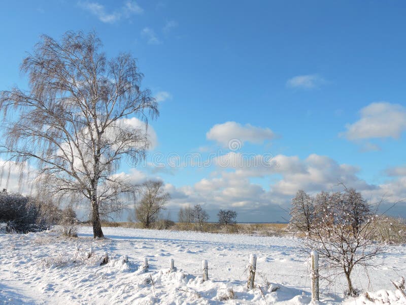 Winter Field and Trees, Lithuania Stock Image - Image of tree, snow ...