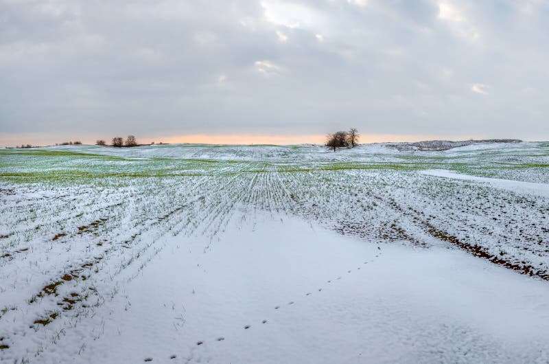Winter Fields in the Snow. Winter. Wheat Stock Photo - Image of trees ...
