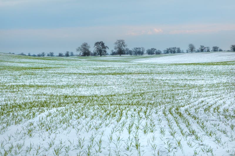 Winter Fields in the Snow. Winter. Wheat Stock Image - Image of trees ...