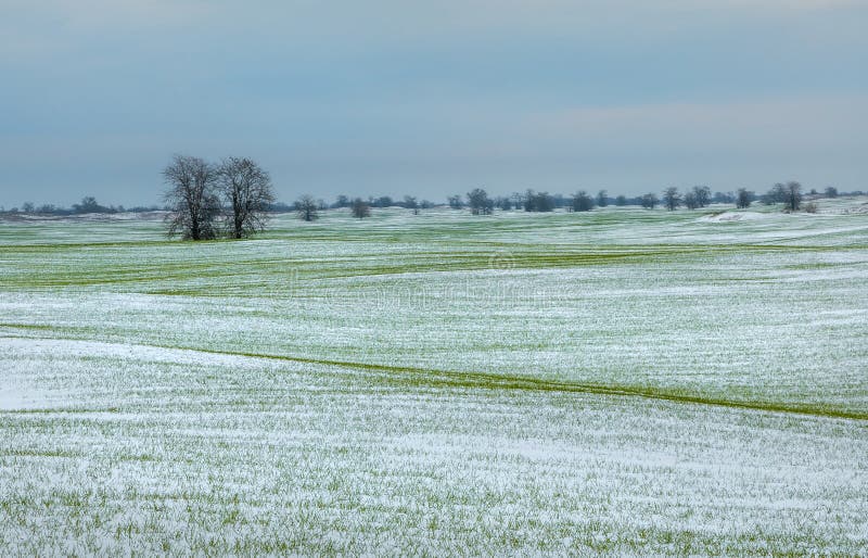 Winter Fields in the Snow. Winter. Wheat Stock Photo - Image of ...