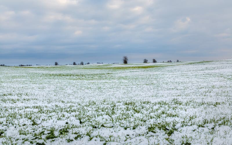 Winter Fields in the Snow. Winter. Wheat Stock Image - Image of sprouts ...