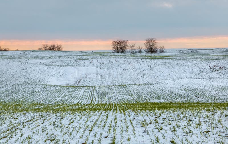 Winter Fields in the Snow. Winter. Wheat Stock Image - Image of nature ...