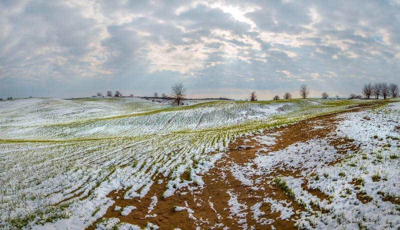 Winter Fields in the Snow. Winter. Wheat Stock Image - Image of crop ...