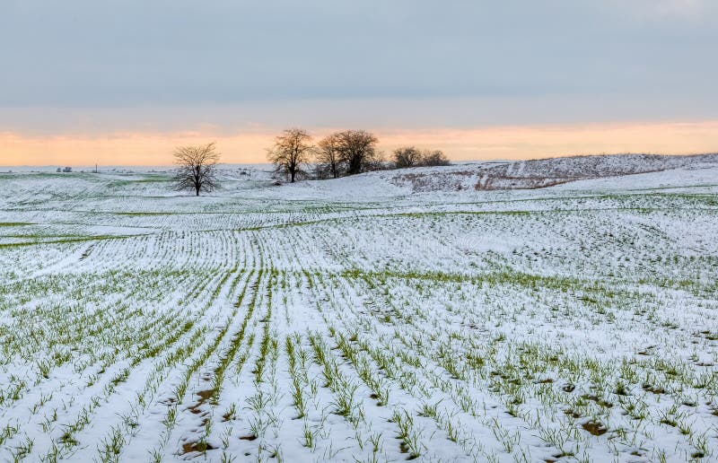 Winter Fields in the Snow. Winter. Wheat Stock Image - Image of sprouts ...