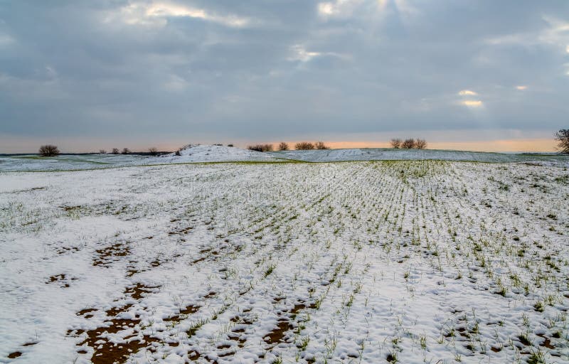 Winter Fields in the Snow. Winter. Wheat Stock Photo - Image of culture ...