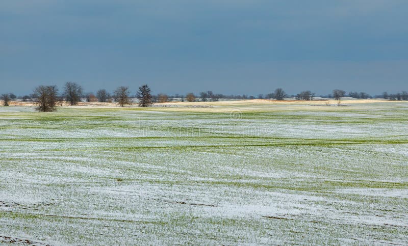 Winter Fields in the Snow. Winter. Wheat Stock Image - Image of clouds ...