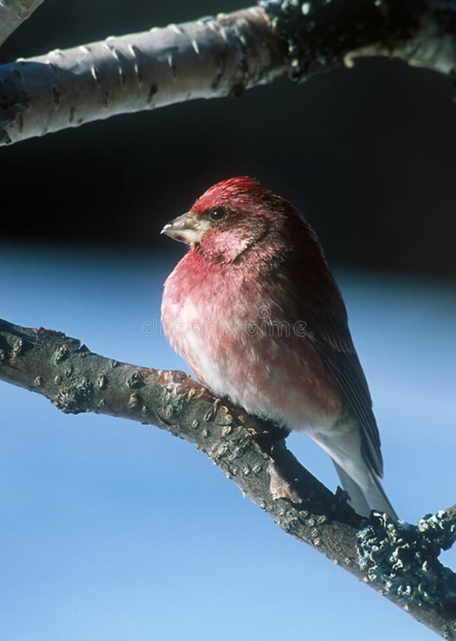 Winter Finch stock photo. Image of wildlife, lighting - 3387594