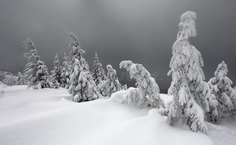 Winter fir stock photo. Image of majestic, outdoor, beautiful - 13446026