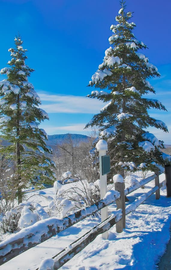 2 Winter fir stock photo. Image of botanical, decorative - 83466192