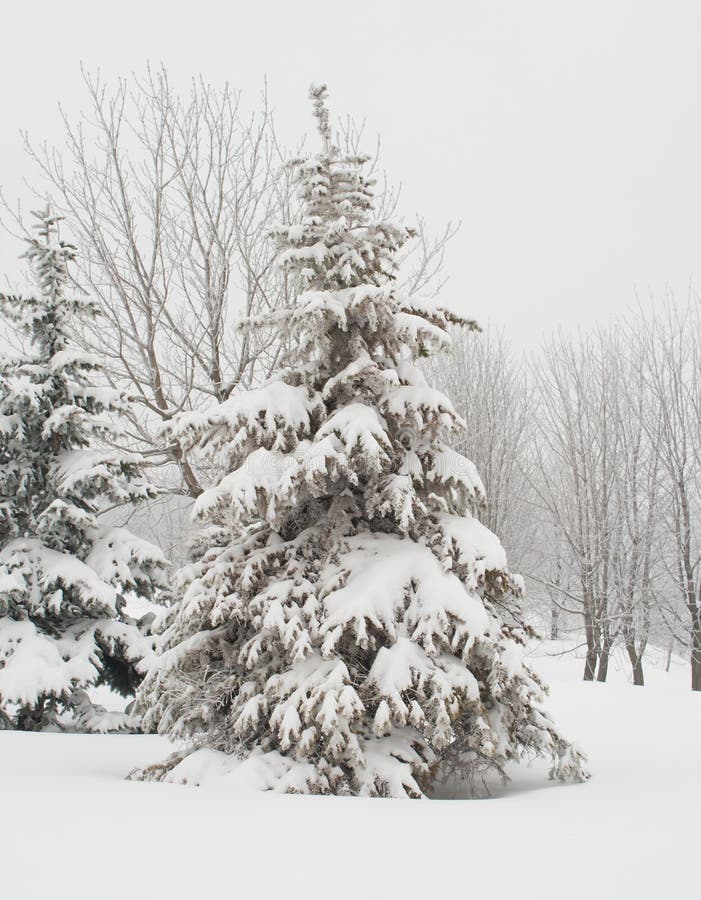 Douglas Fir with Snow Covered Branches Stock Photo - Image of douglas ...