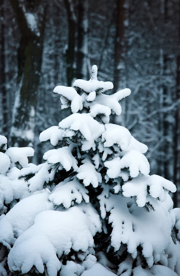 Winter fir tree stock image. Image of tree, environment - 27237043