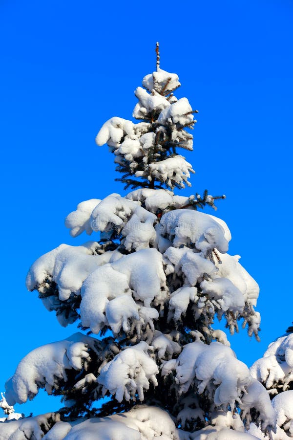 Single Fir Tree in Winter Snow Stock Image - Image of alpine, nature ...