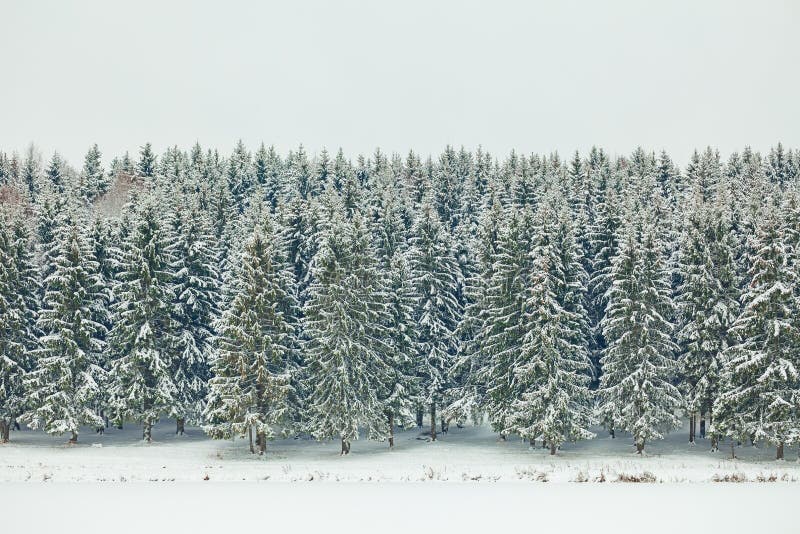 Winter fir tree forest stock photo. Image of january - 67951744