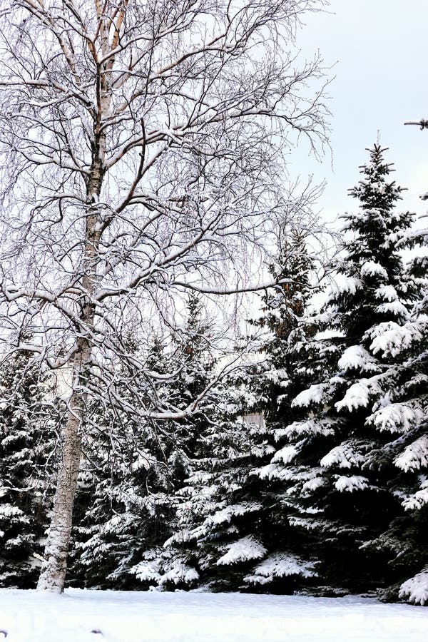 Winter fir tree sunlight stock image. Image of scenery - 125866967