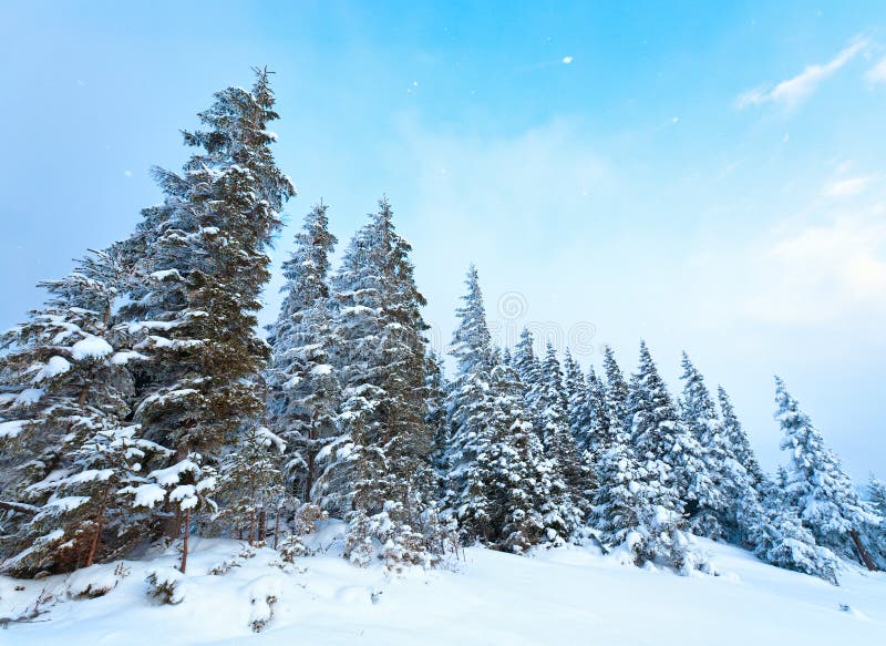 Winter fir trees stock image. Image of mountain, snow - 16246585