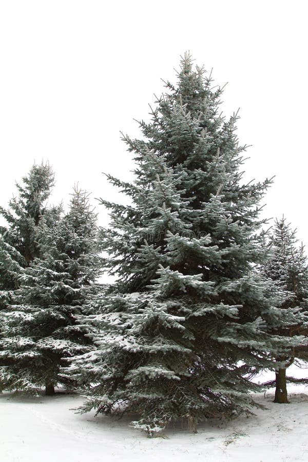 Winter fir trees stock image. Image of snow, christmastree - 17453237