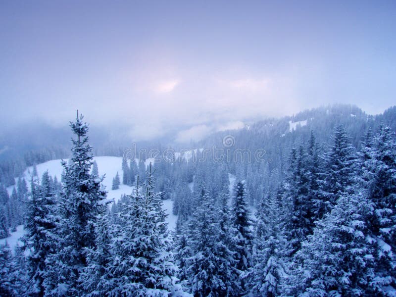 Winter fir-trees stock photo. Image of hills, cloudy, hillsides - 7443014