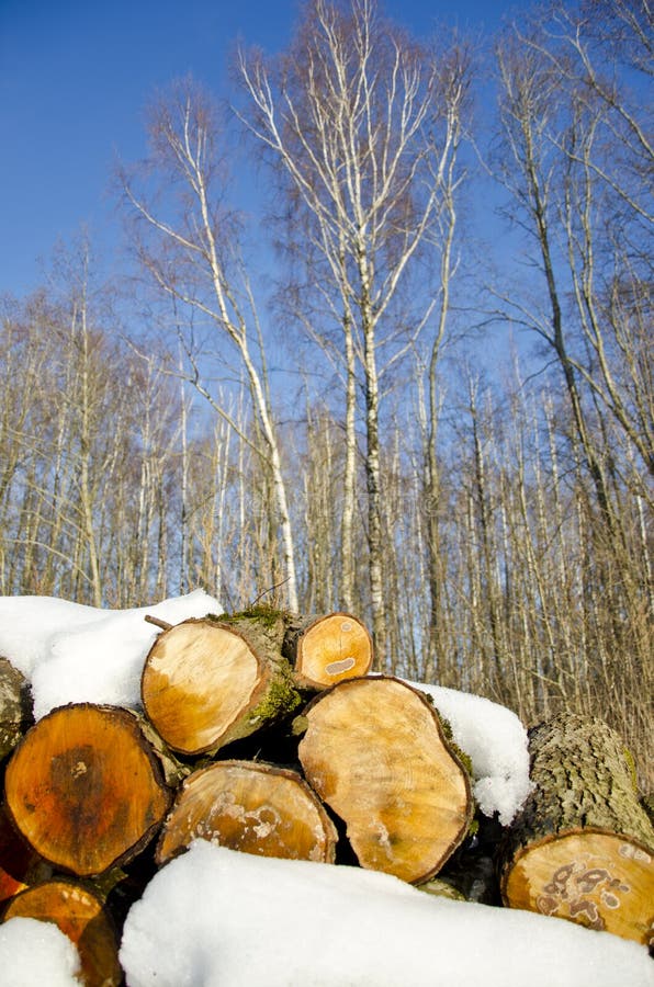 Winter Firewood Stack in Forest Stock Photo - Image of full, snow: 29622218