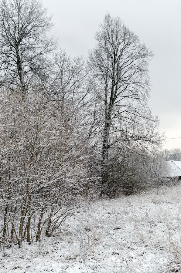 Winter. First snow. stock photo. Image of tree, white - 48603352