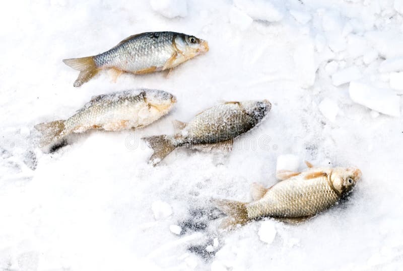 Winter fishing stock image. Image of nature, minnesota - 11978851