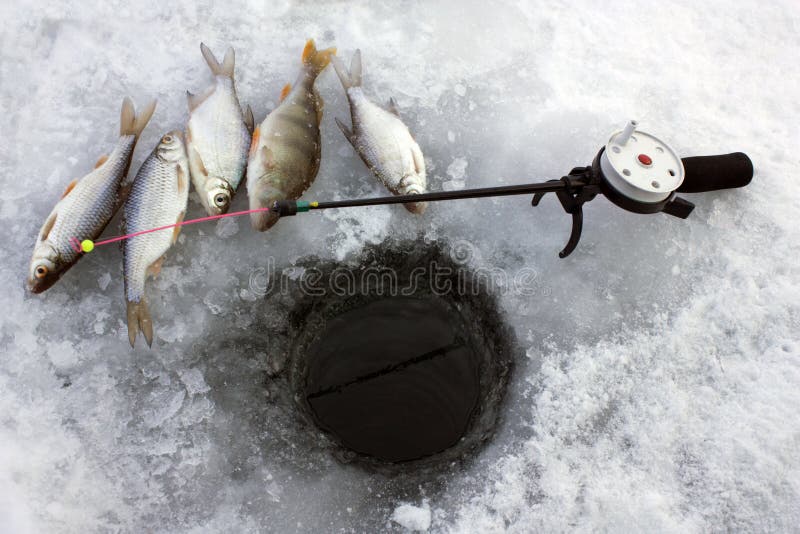 Winter Fishing, Good Catch of Fish in Winter on Ice Stock Photo - Image ...