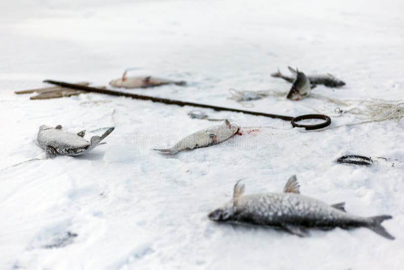Winter Fishing Good Catch Fish Ice Stock Photos - Free & Royalty-Free ...