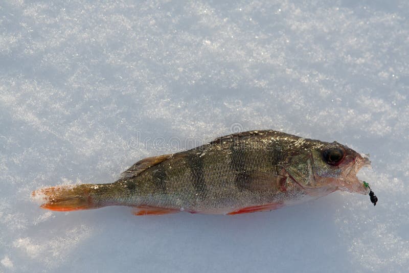 Winter fishing a perch stock image. Image of fish, outdoor - 49491925