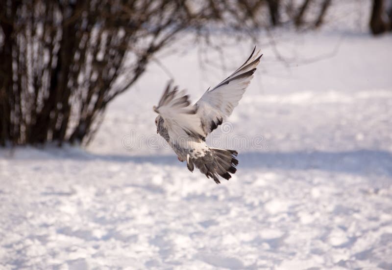 Two Blue Jays (disambiguation) Fighting Over Ice Feeders Stock Photo ...