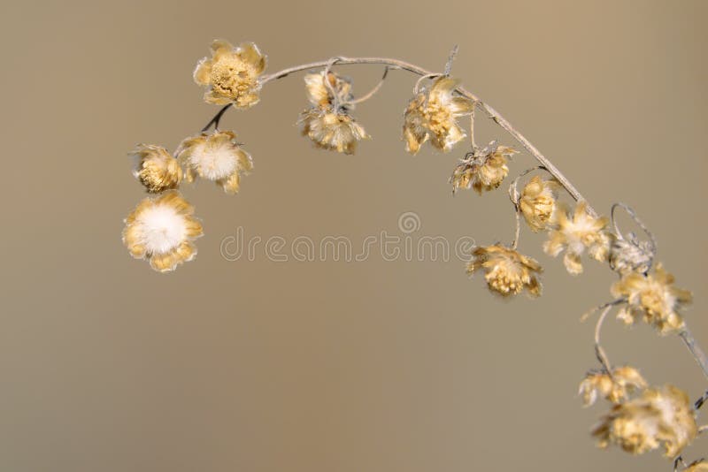 Winter flower stock photo. Image of flowers, withered - 206176972