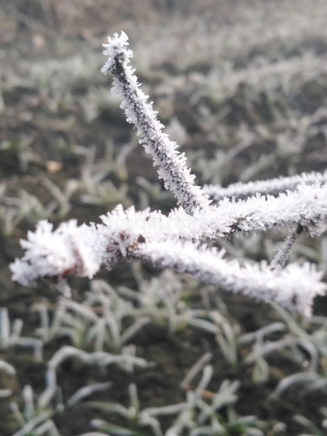 Winter flower ice stock photo. Image of freezing, snow - 192689778
