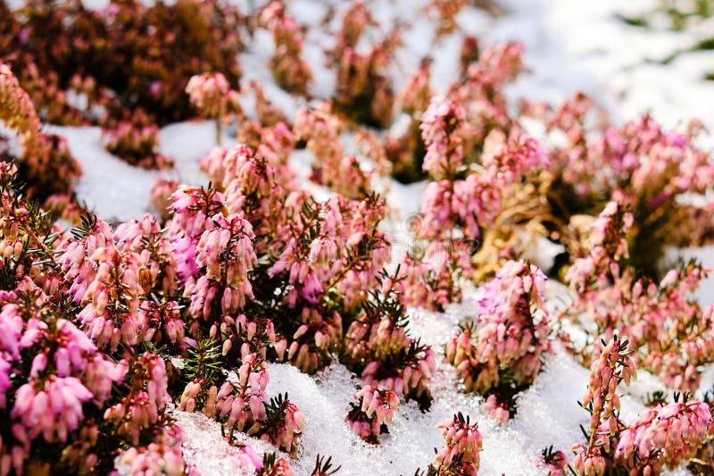 Winter Flowering Heather in Spring Stock Photo - Image of pink, carnea ...