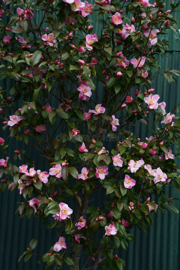 Sasanqua stock image. Image of green, floral, japan - 139269159