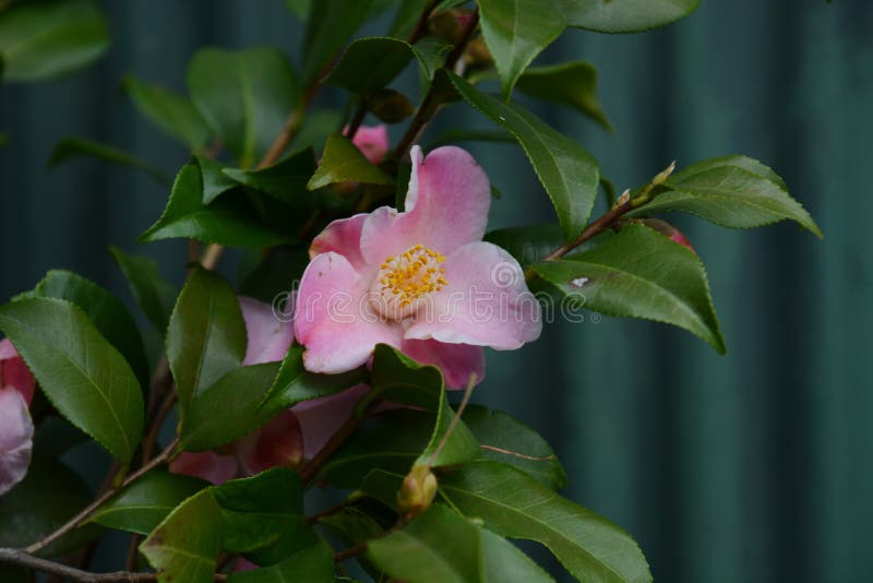 Sasanqua stock image. Image of foliage, petal, scenery - 139269187