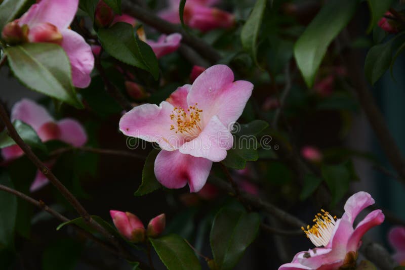 Sasanqua stock photo. Image of scenery, bright, garden - 139269252