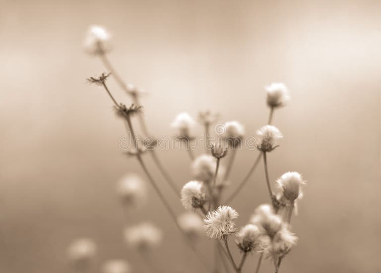 1,586 Winter Flourish Stock Photos - Free & Royalty-Free Stock Photos ...