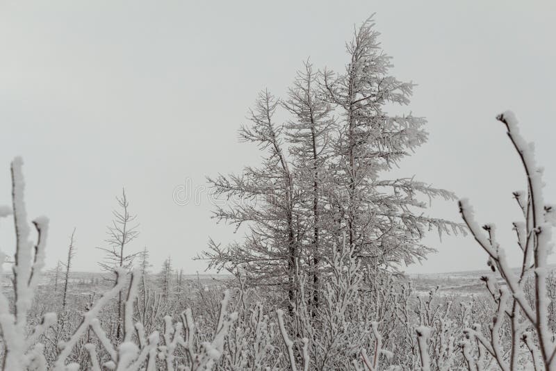 Winter Fluffy Snow-covered Trees, Norilsk Stock Photo - Image of ...
