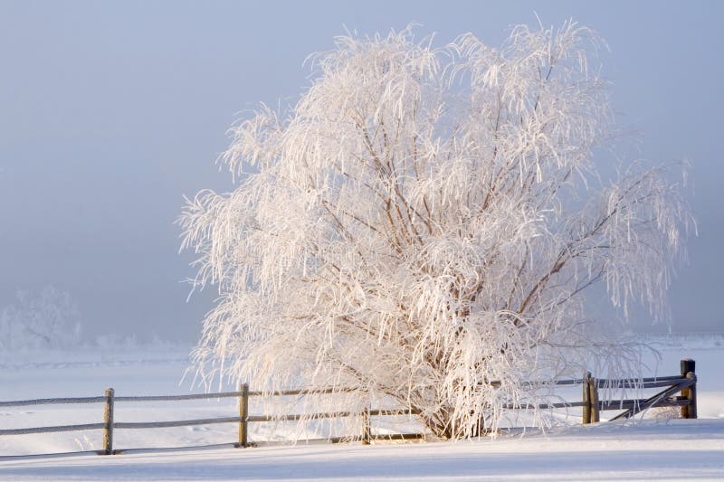 Winter Fog stock photo. Image of white, snow, tree, scenics - 12555096