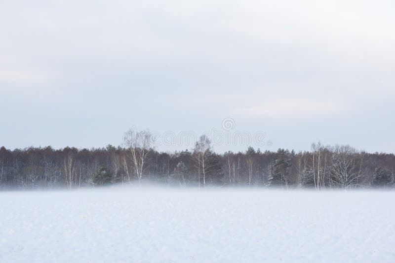 Winter Fog on the Field in Front of the Forest Stock Image - Image of ...