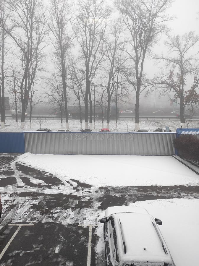 Winter fog in the trees stock image. Image of frost - 236287231