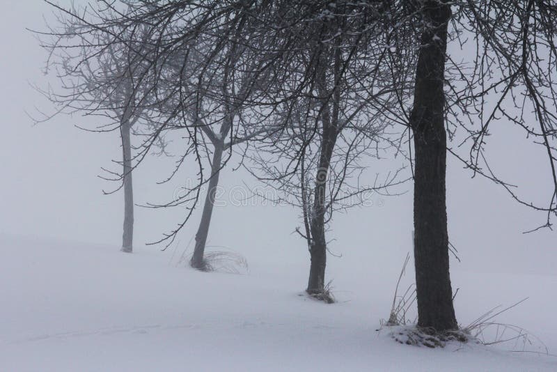 Winter fog stock image. Image of cold, snowing, rime - 51345801