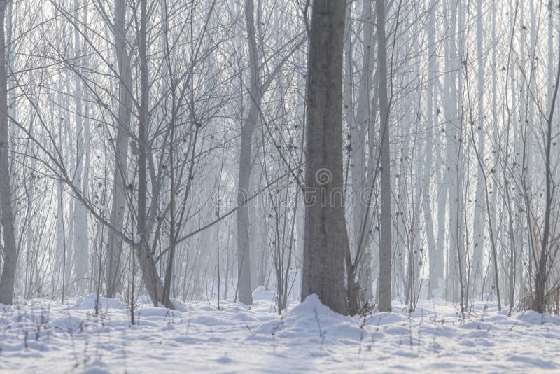 Winter Foggy Forest Scene, Cold Foggy Forest with Snow Stock Photo ...