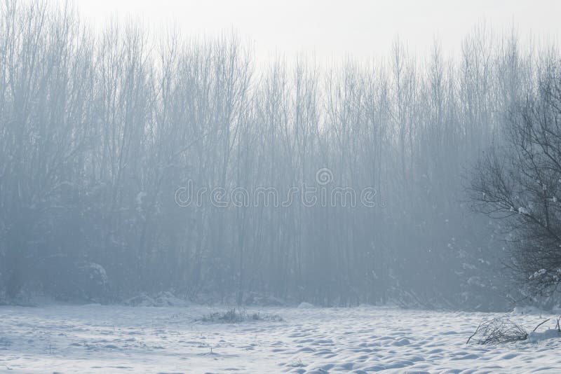 Winter Foggy Forest Scene, Cold Foggy Forest with Snow Stock Photo ...
