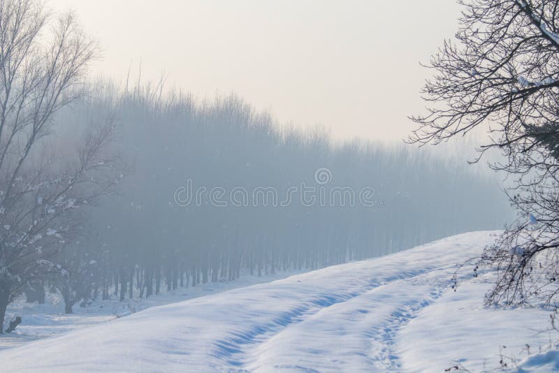 Winter Foggy Forest Scene, Cold Foggy Forest with Snow Stock Photo ...