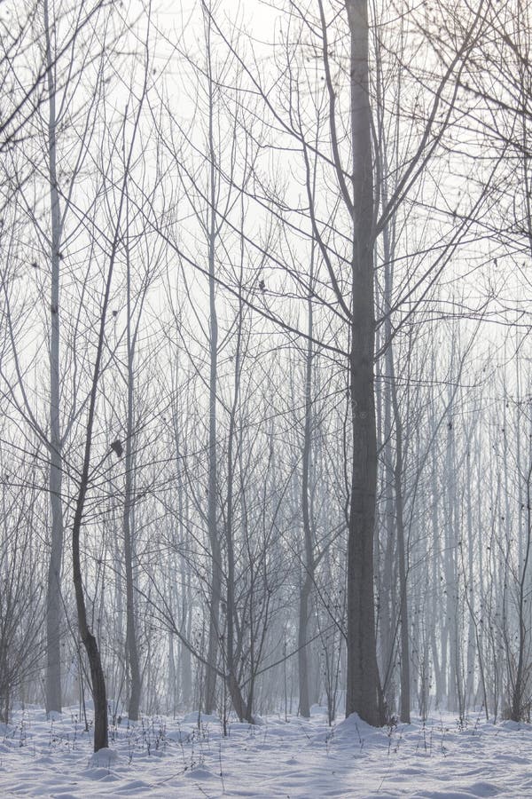 Winter Foggy Forest Scene, Cold Foggy Forest with Snow Stock Image ...