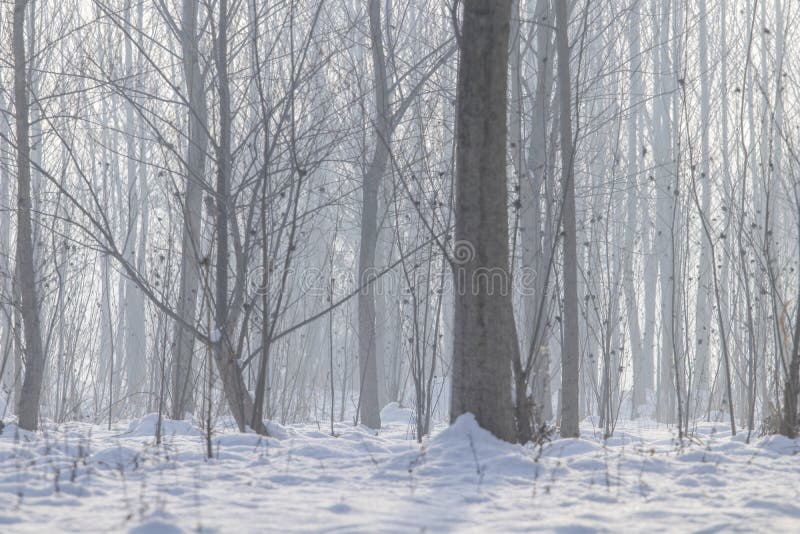 Winter Foggy Forest Scene, Cold Foggy Forest with Snow Stock Photo ...