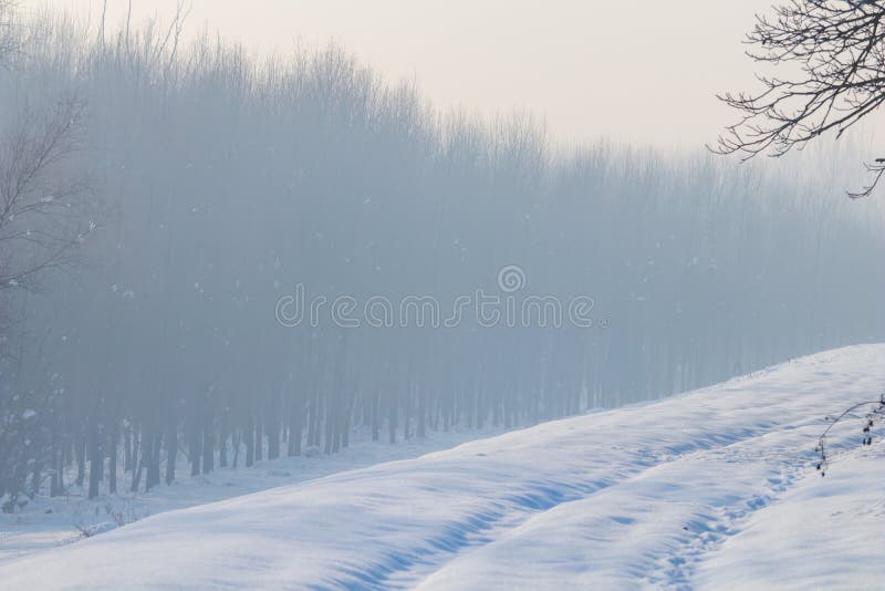 Winter Foggy Forest Scene, Cold Foggy Forest with Snow Stock Image ...