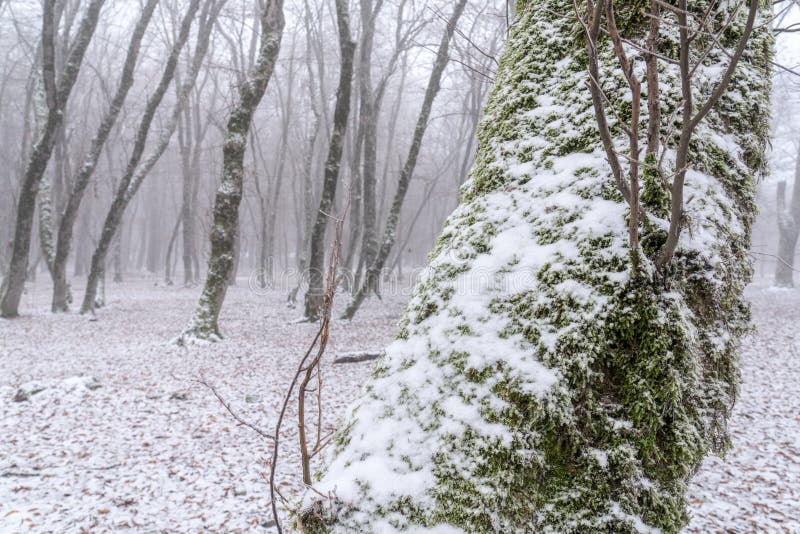 Winter Foggy Forest, Snow Covered Bare Trees Stock Image - Image of ...