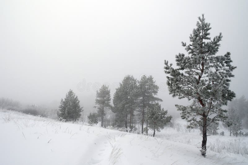 Winter foggy landscape stock image. Image of snowy, landscape - 39177473