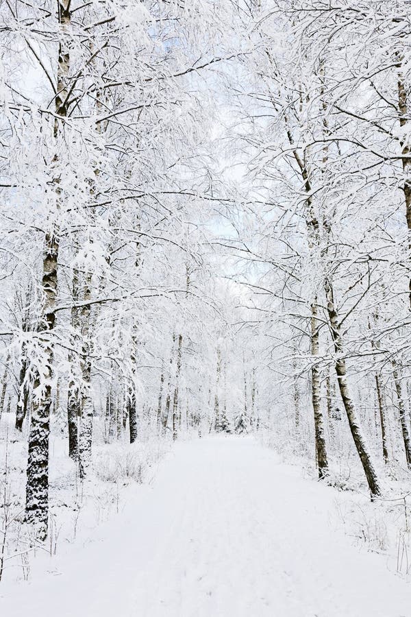 Winter footpaths stock photo. Image of road, forests - 17179014