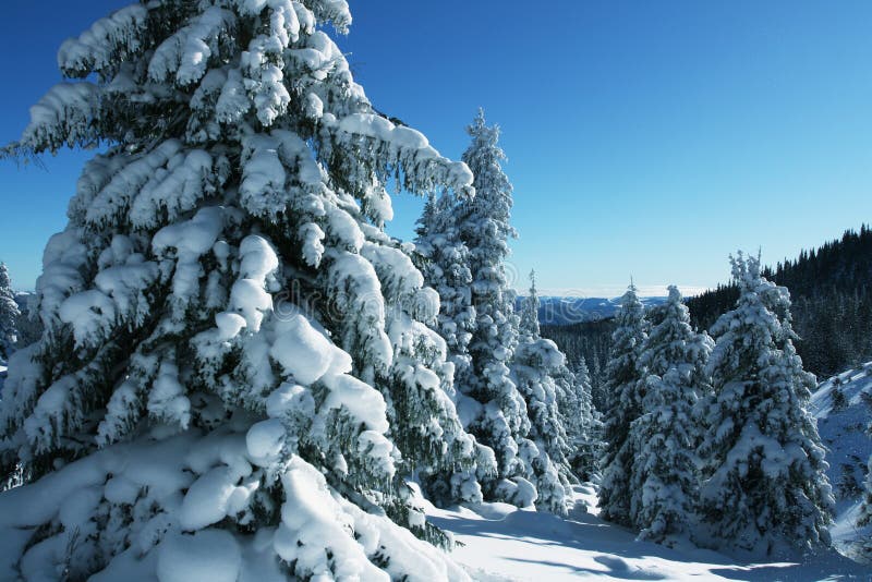 Winter forest stock photo. Image of wood, forest, landscape - 11330722